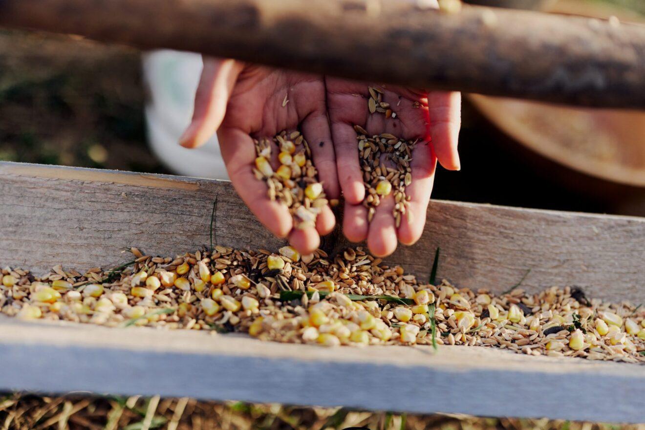 Organic Products Archives - Cleantech Mart